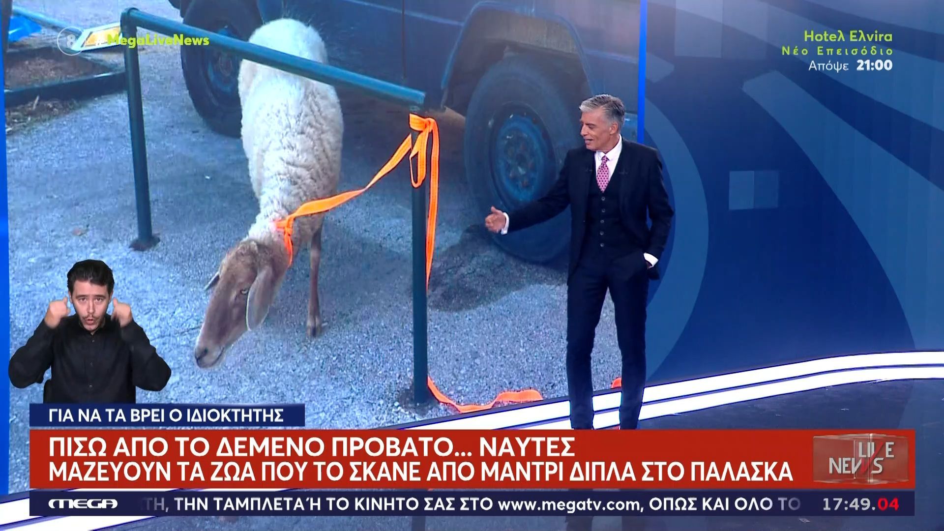 Λύθηκε το μυστήριο με το δεμένο πρόβατο - Ναύτες μαζεύουν τα ζώα που το ...
