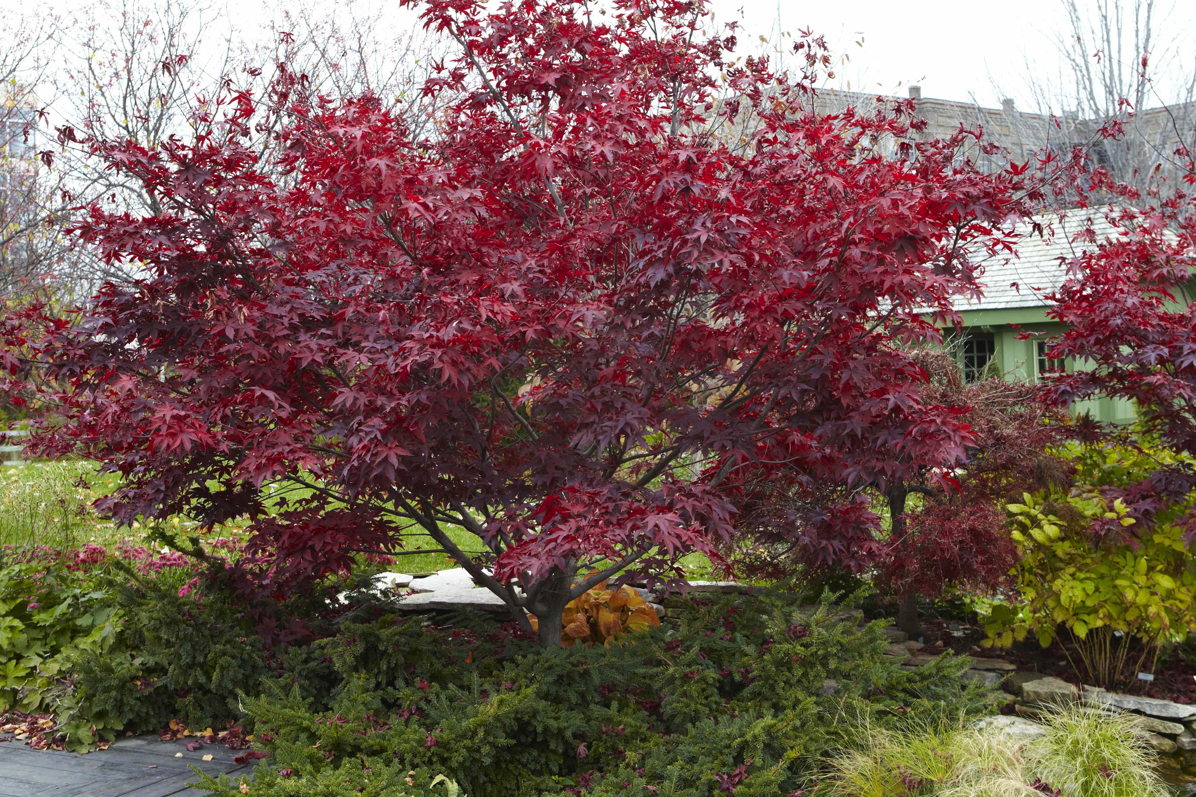 How to Plant a Japanese Maple Tree to Enjoy Its Gorgeous Foliage