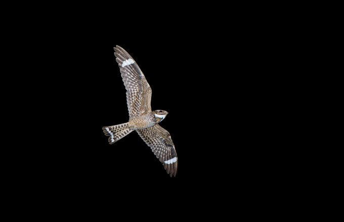 Discover the Mysterious Lives of Nighthawk Birds