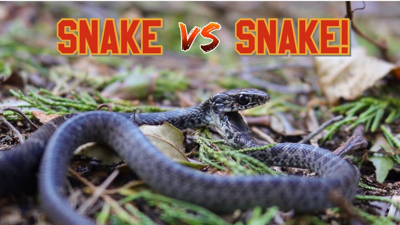 Snake encounter on beach with two species