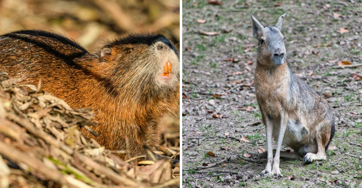 10 Of The Biggest Rodents On The Planet