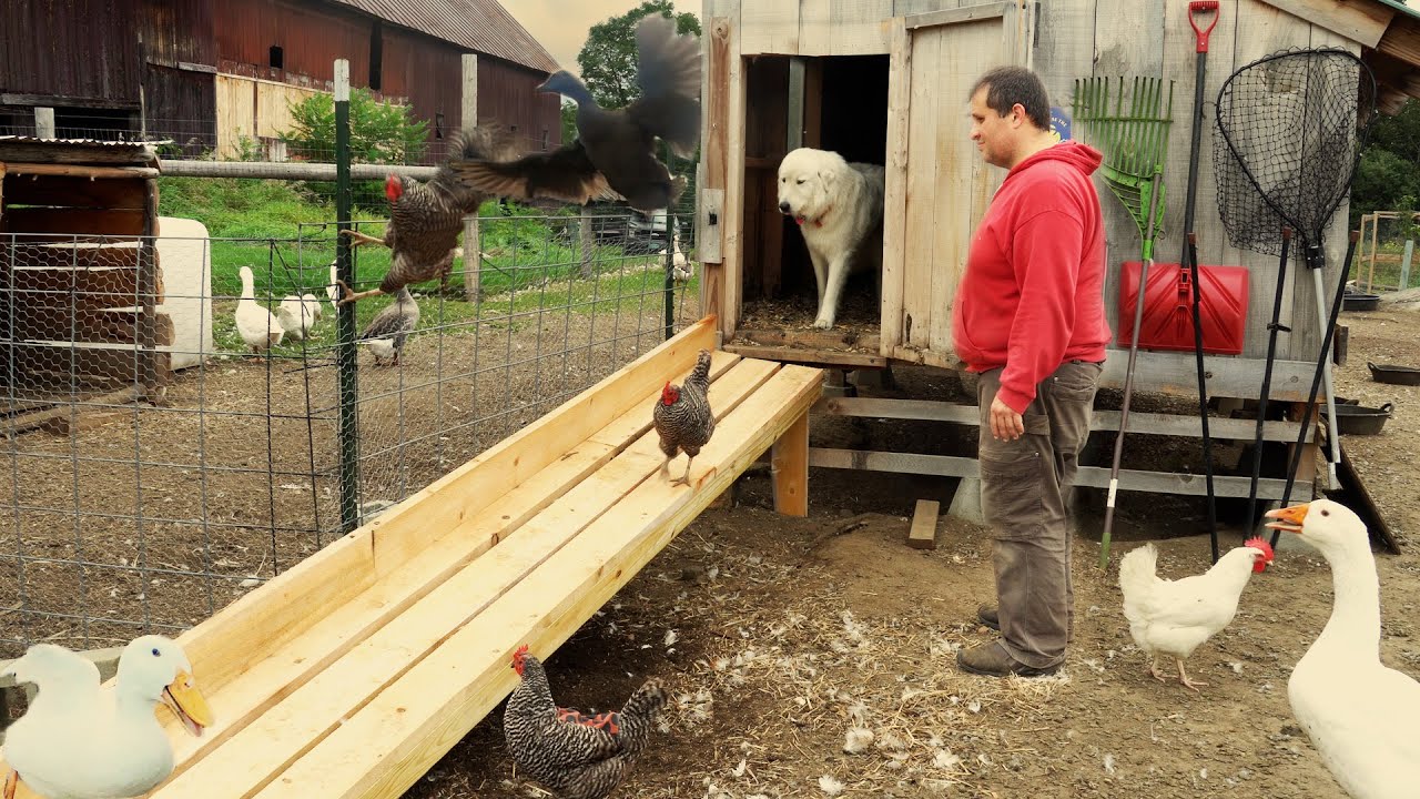 Step-by-Step Guide to Building a Better Duck Ramp