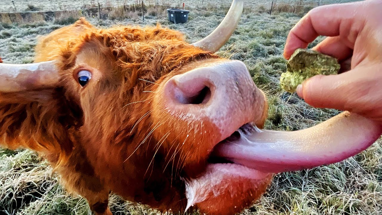 Feeding cattle safely without risking a single finger
