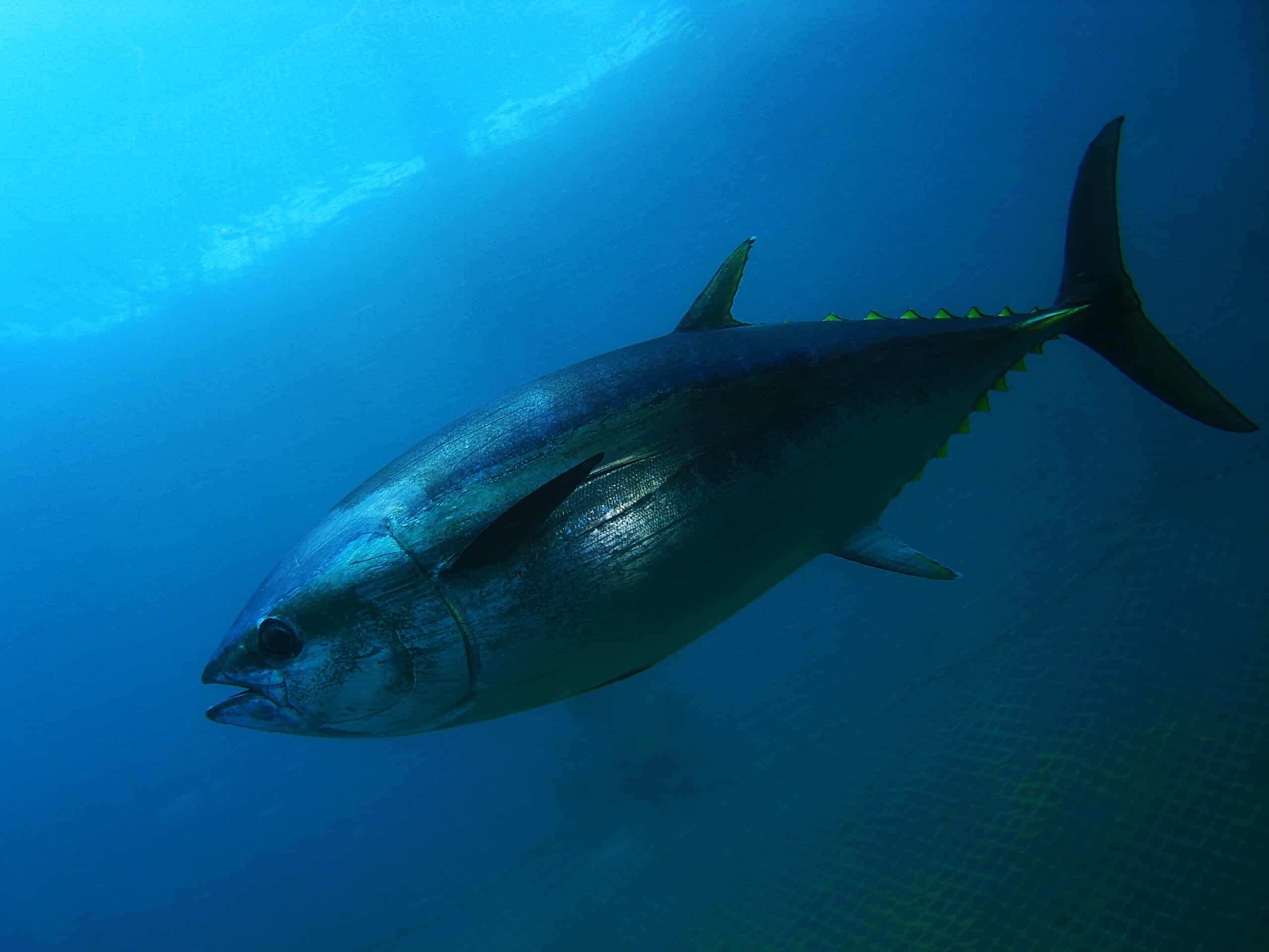 The Largest Tuna Ever Caught Was A Nearly 1,500 Pound Monster