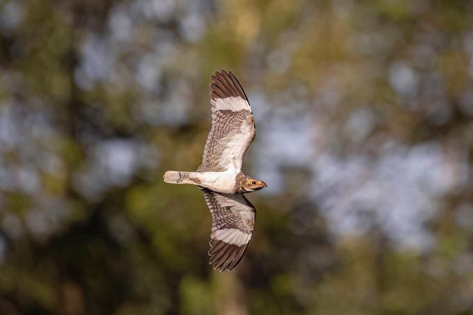 Discover the Mysterious Lives of Nighthawk Birds