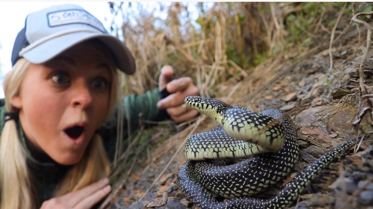 Discovering America’s Favorite Snake in the Wild