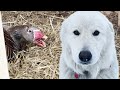 Angry Goose Steals Dog House: Farm Chaos Story