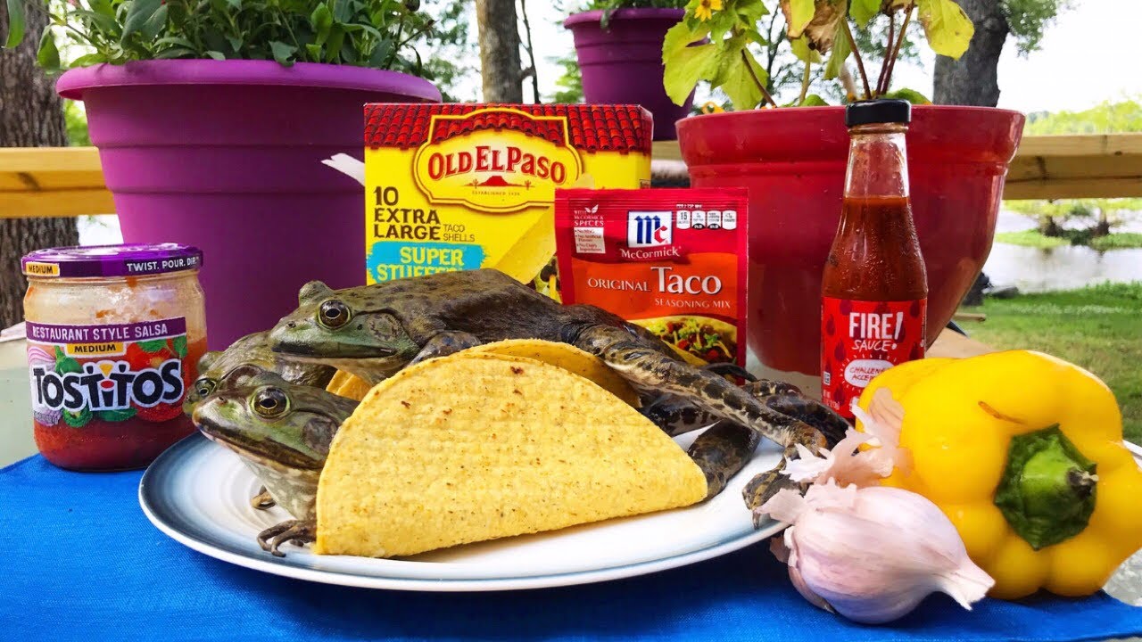 Making frog tacos from caught bullfrogs