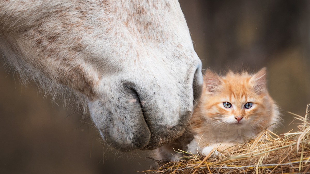 Horse's Sweet Meeting With New Cat Friend Is Full of the Gentlest Nuzzles