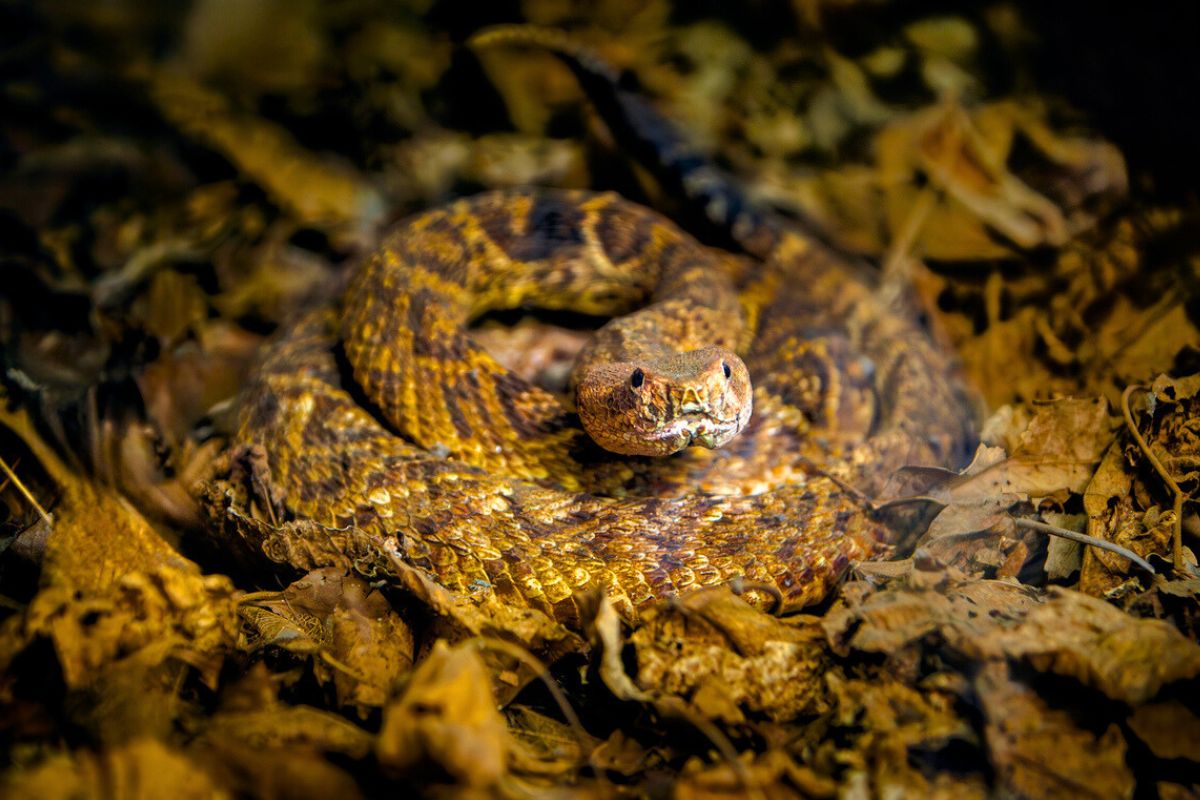 Serpents en automne : les 10 lieux inattendus où vous risquez d’en croiser