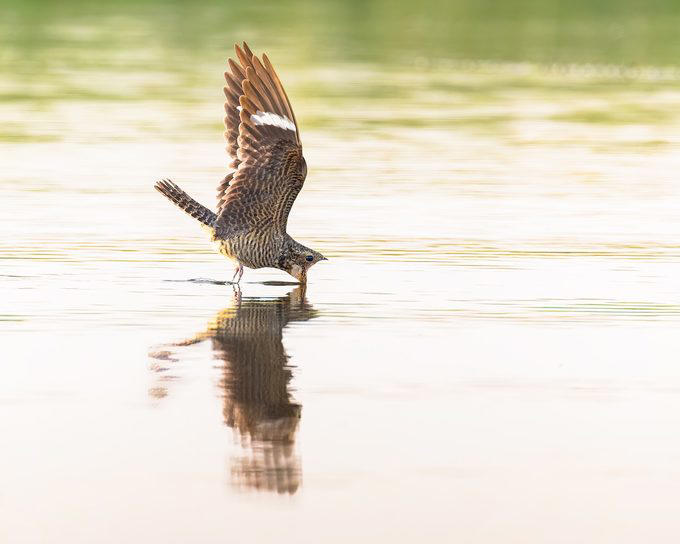 Discover the Mysterious Lives of Nighthawk Birds