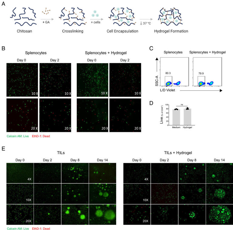Q&A: How to spark immune hotspots that attack tumors