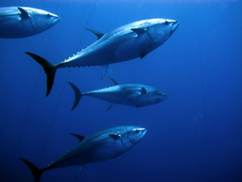 There are sea lion-size tuna in North Carolina!