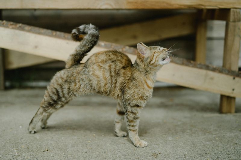 How 7 Subtle Cat Cues Reveal Their True Mood, So Pay Attention