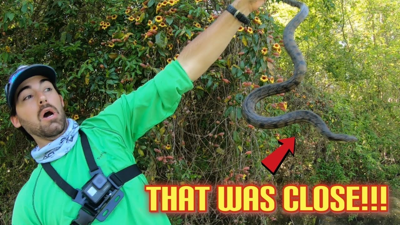 Diamondback snake nearly bites angler’s face