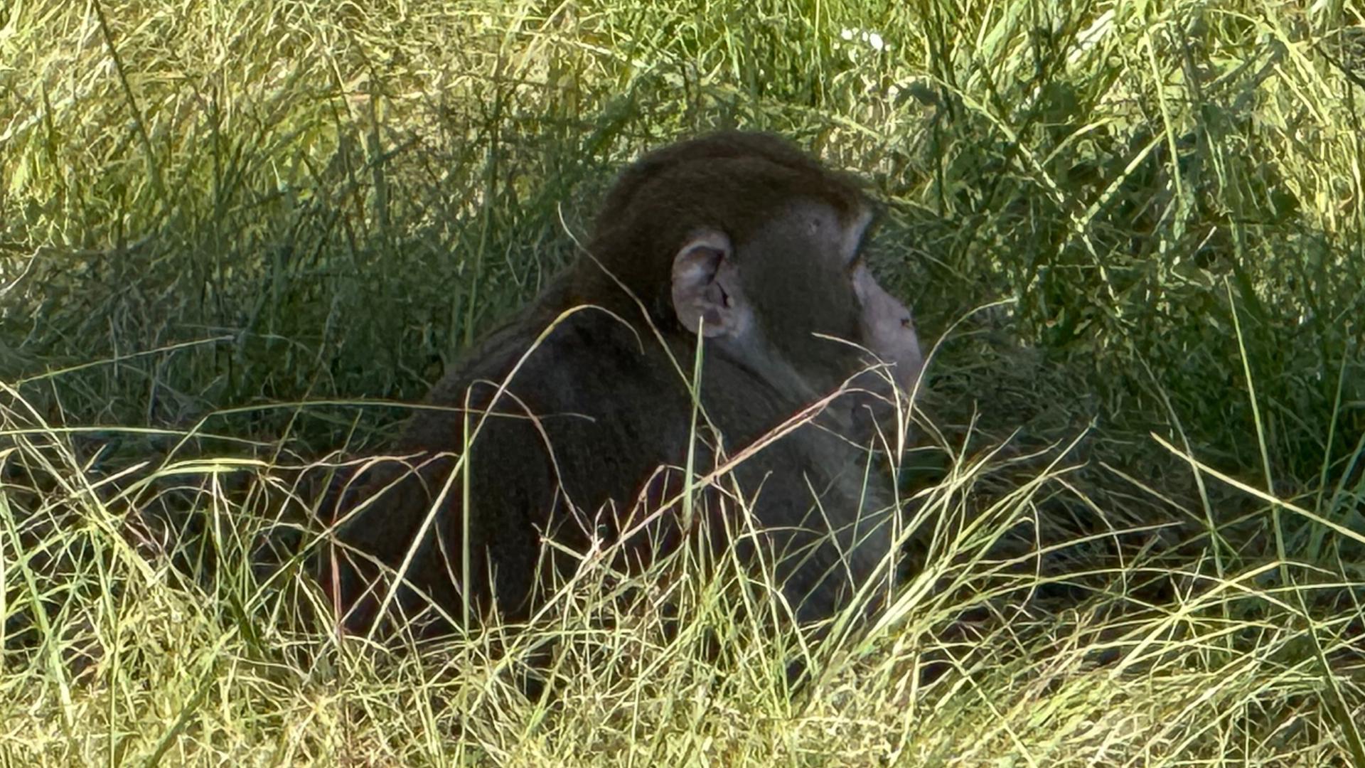 Final Escaped Monkey Captured Alive in Mississippi