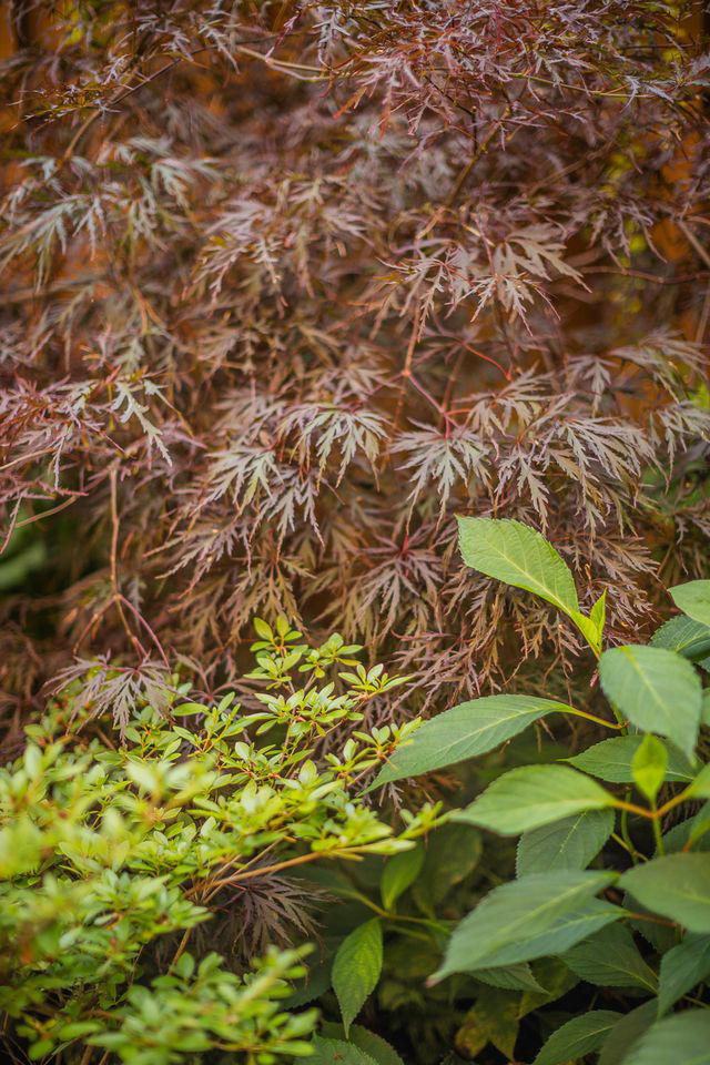 How to Plant a Japanese Maple Tree to Enjoy Its Gorgeous Foliage