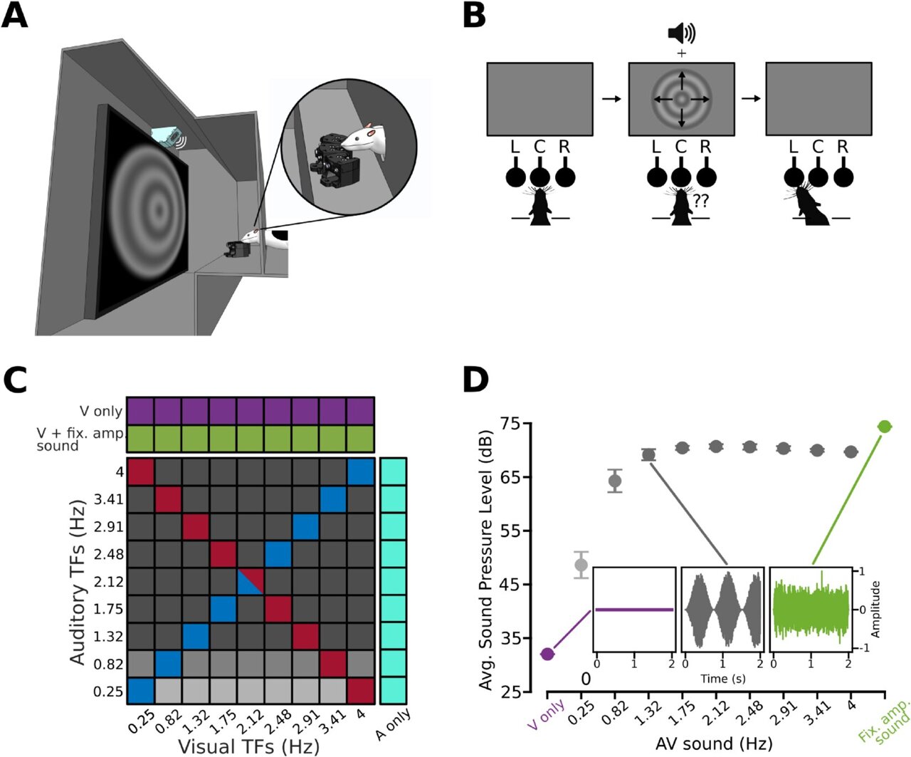 Sounds modify visual perception: New links between hearing and vision ...