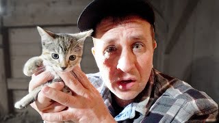 Tracking Down a Missing Barn Cat on the Farm