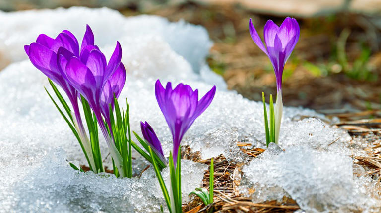 Plant This Flower In November For Pretty Purple Blooms In Winter