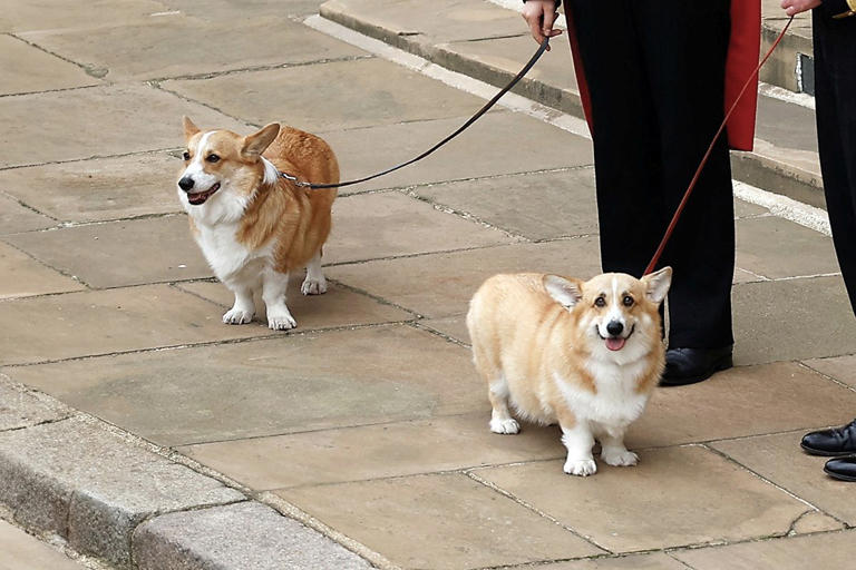 Here’s Where Queen Elizabeth’s Corgis Are Going Now that Andrew Has ...
