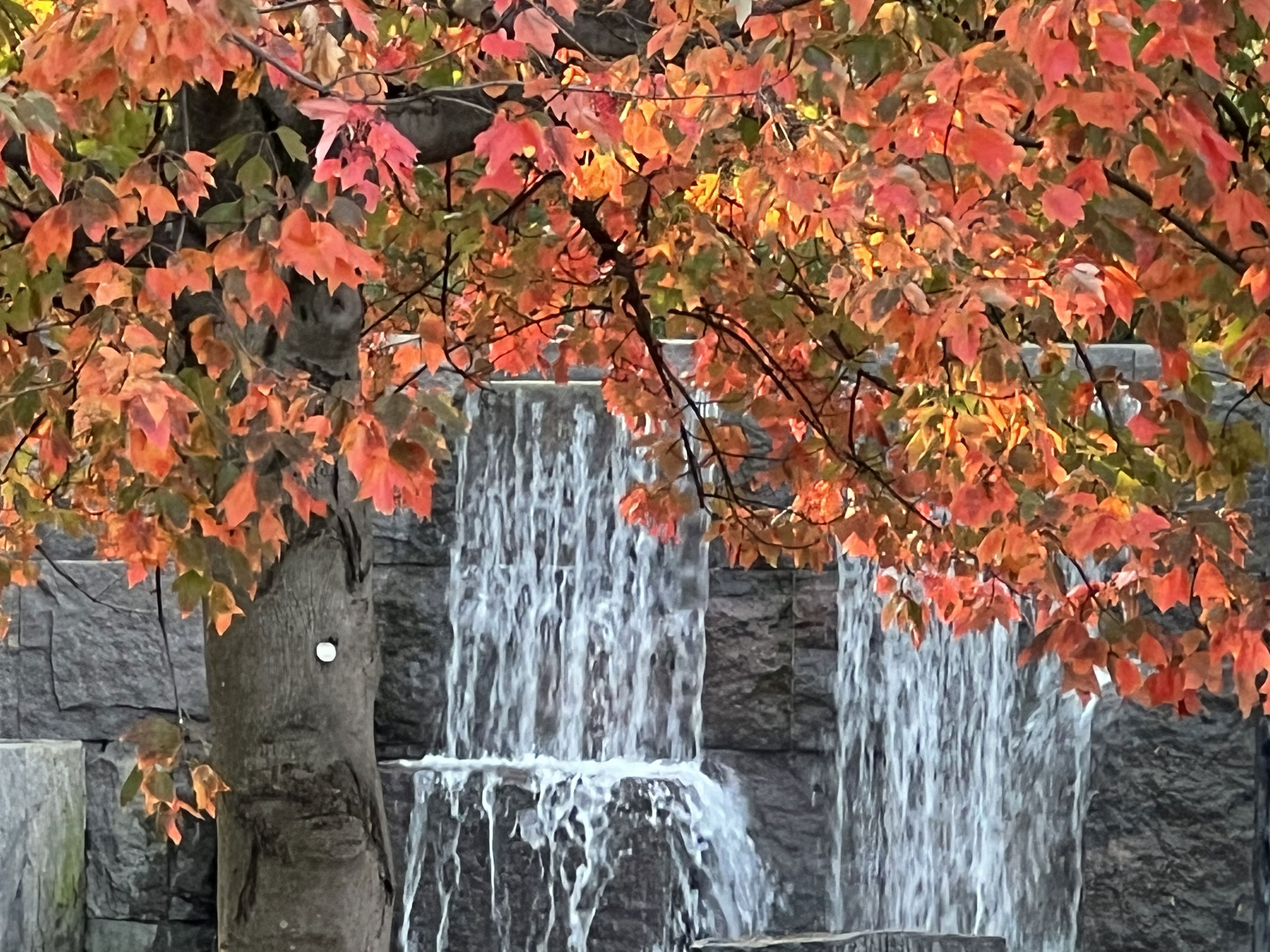 CWG Live updates: Frosty tonight, milder into the weekend. But then a ...