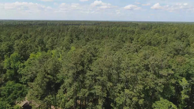 WECT investigates: Sledge Forest developer faces state complaint