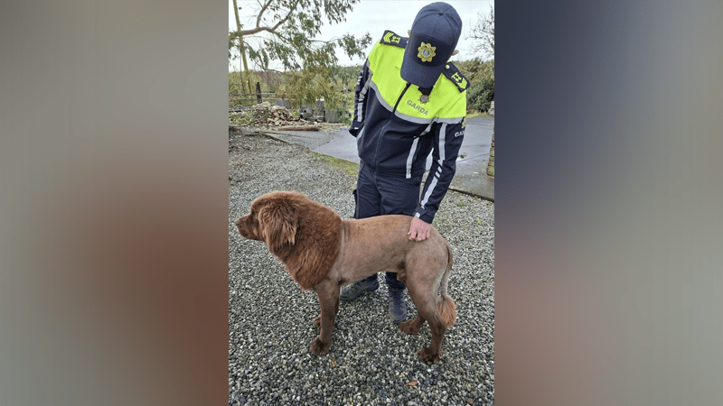 ‘Lion’ captured on video in Ireland turns out to be a dog named Mouse