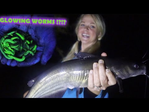 Catfish caught using mysterious glowing worms