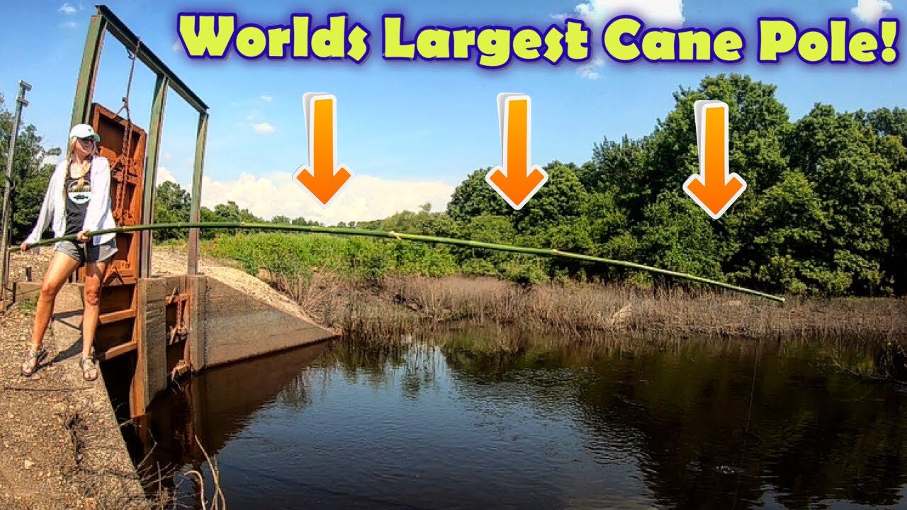 World’s largest cane pole catches dinosaur fish