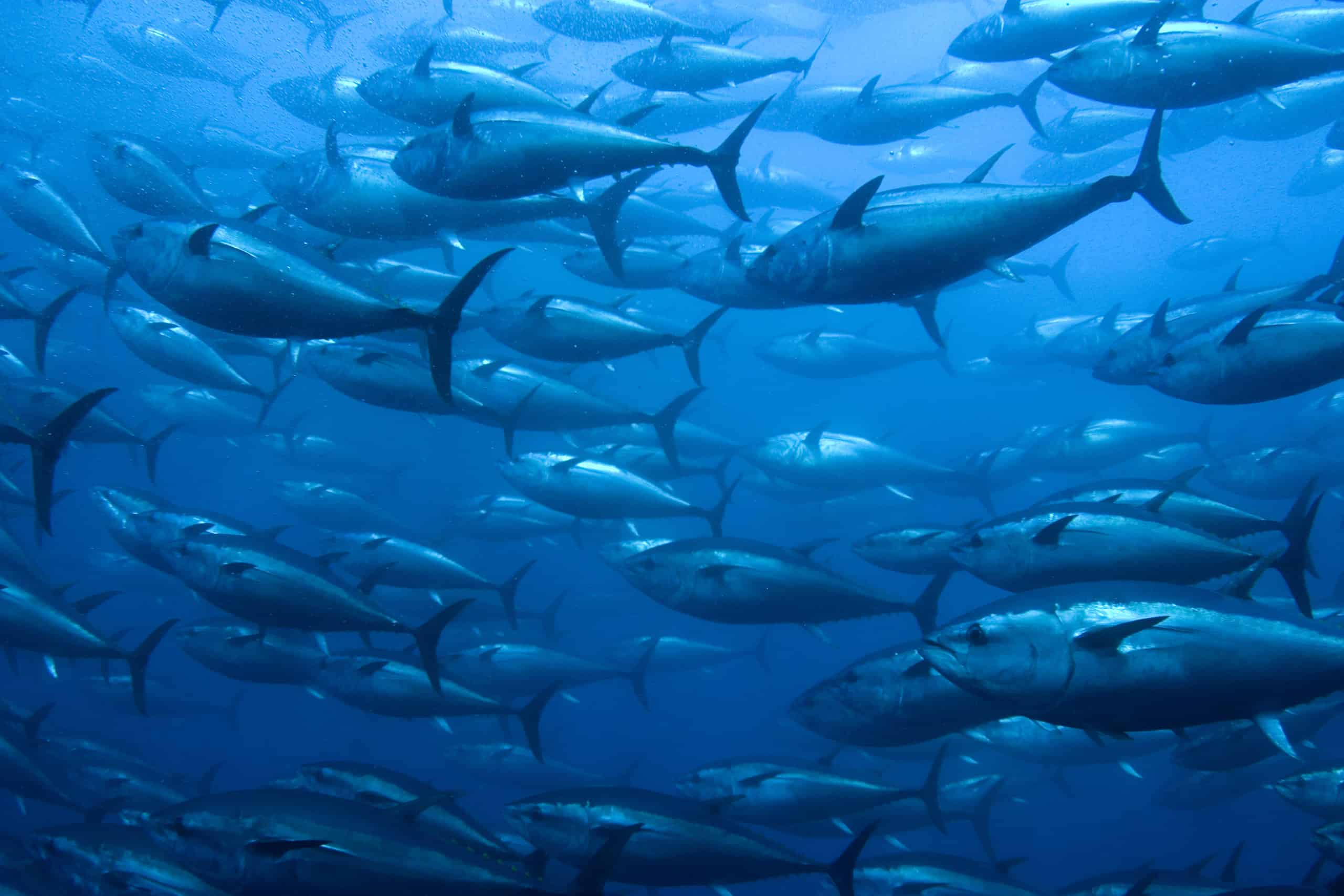 The Largest Tuna Ever Caught Was A Nearly 1,500 Pound Monster
