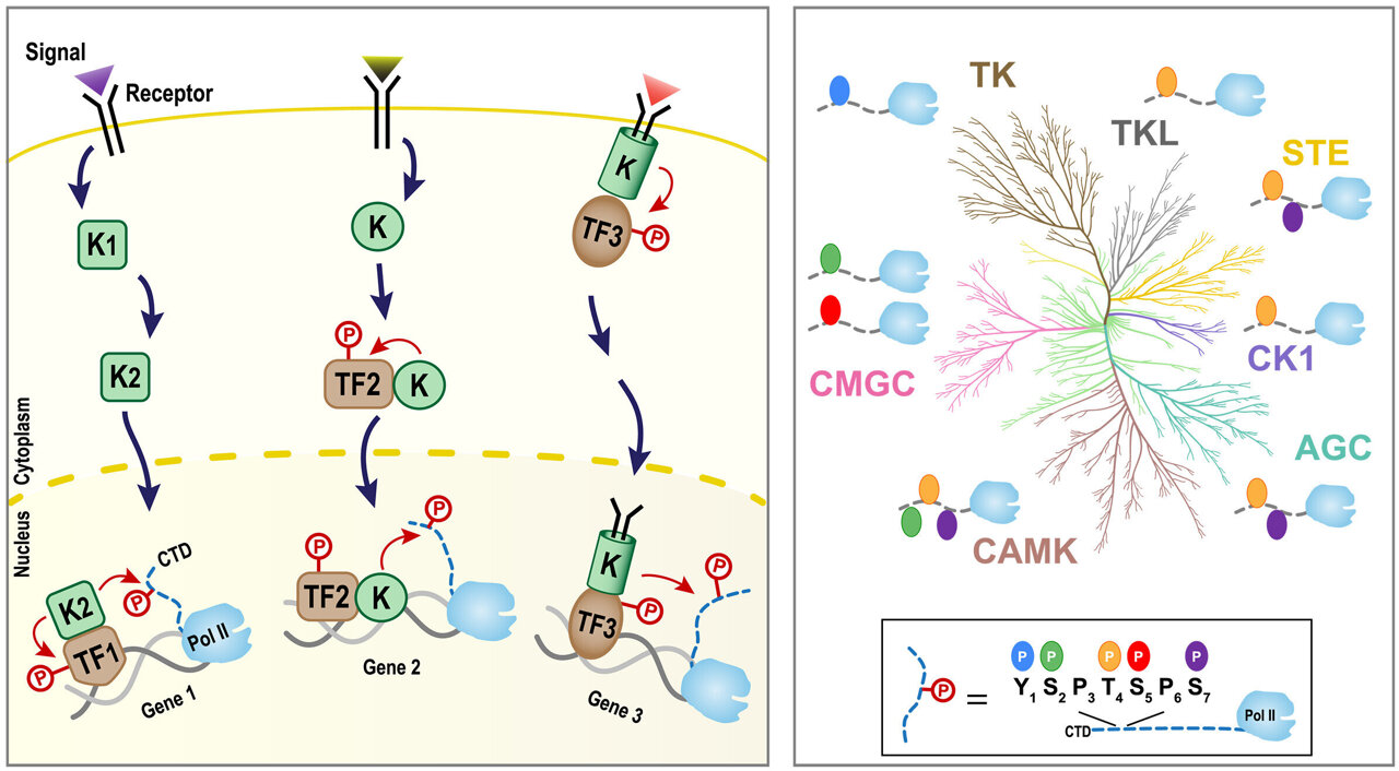 Kinase atlas uncovers hidden layers of cell signaling regulation
