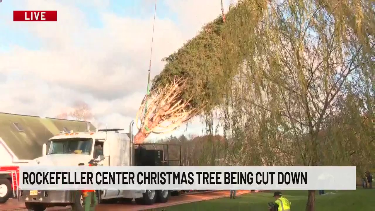 Watch this year's Rockefeller Center Christmas Tree be cut down