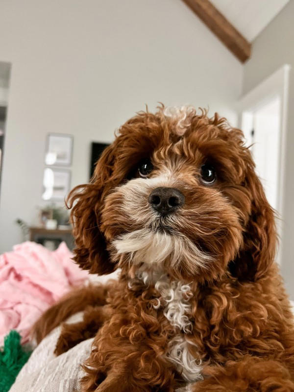 This Cavapoo's Feelings About Daylight Savings Time Is Too Relatable