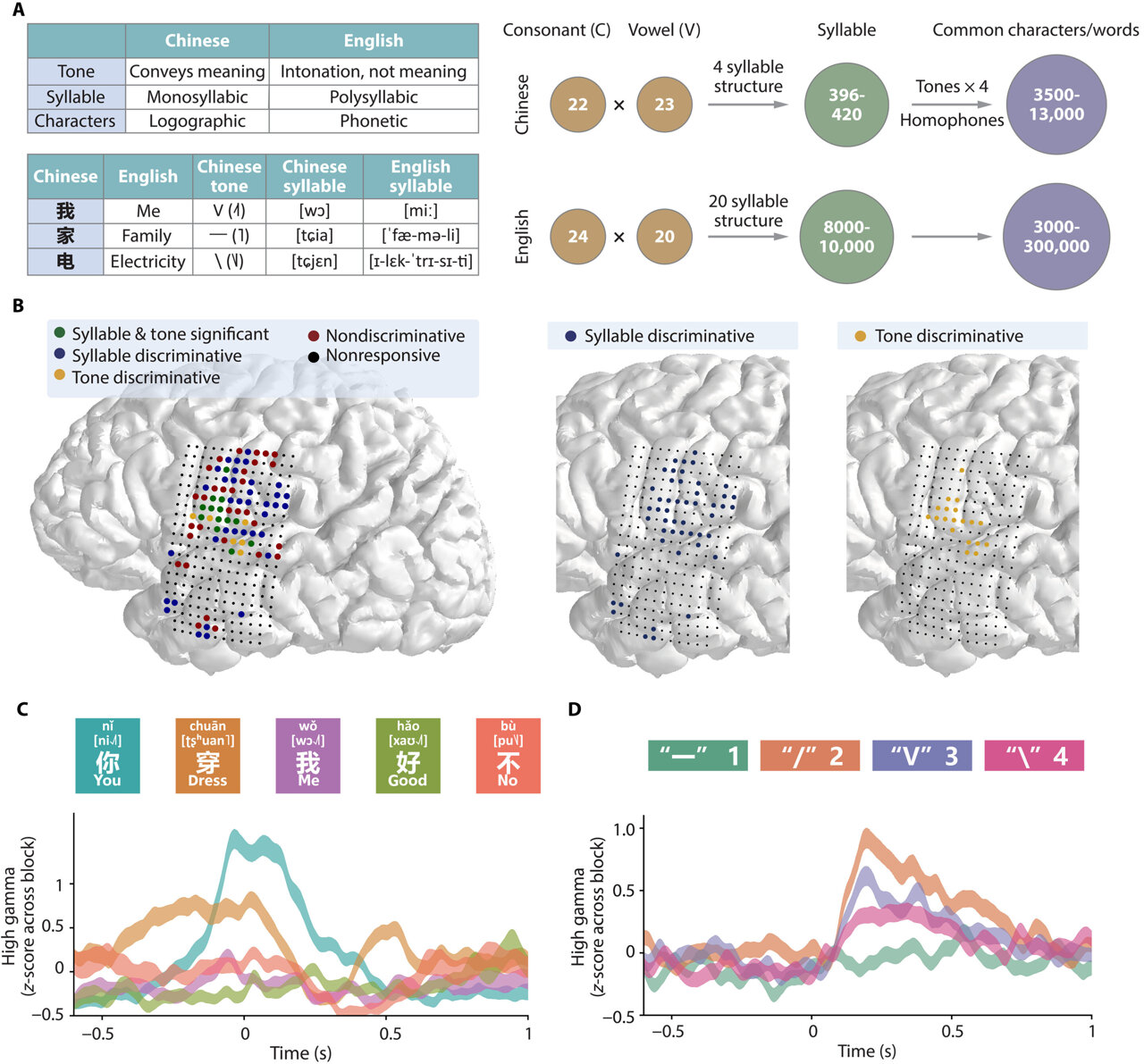 Brain Computer Interface Decodes Mandarin From Neural Signals In Real Time