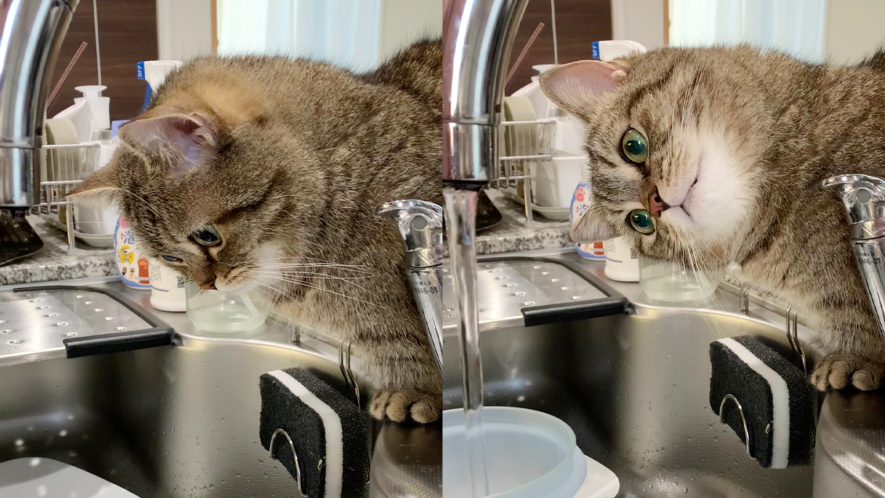 'Cute & Curious cat doesn't want the kitchen faucet to stop running