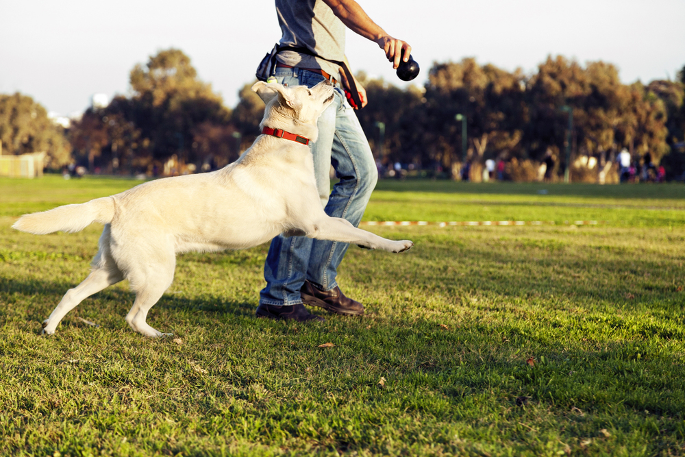 Basic Dog Obedience Commands You Can Teach