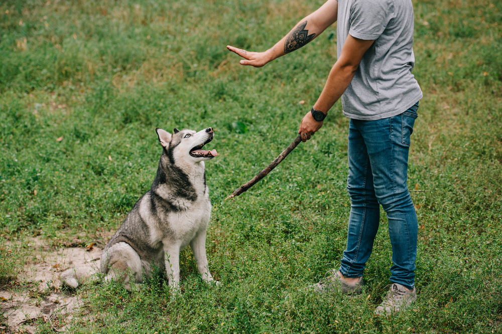 Basic Dog Obedience Commands You Can Teach