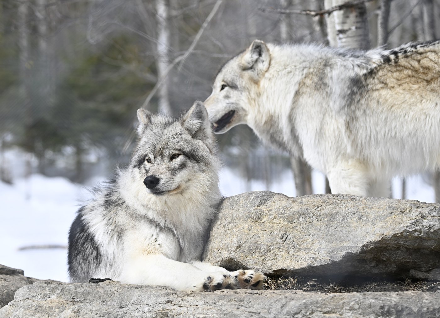 Fact File: Viral videos do not show 'genius' wolf pack hierarchy