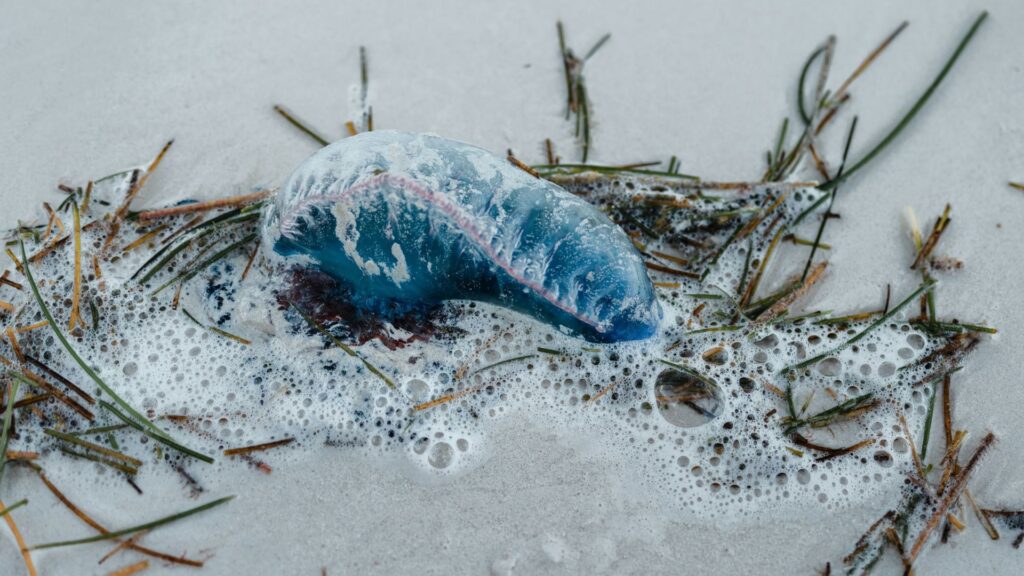 Urgent Warning Issued as Multiple 'Floating Terrors' Wash Up on Beach
