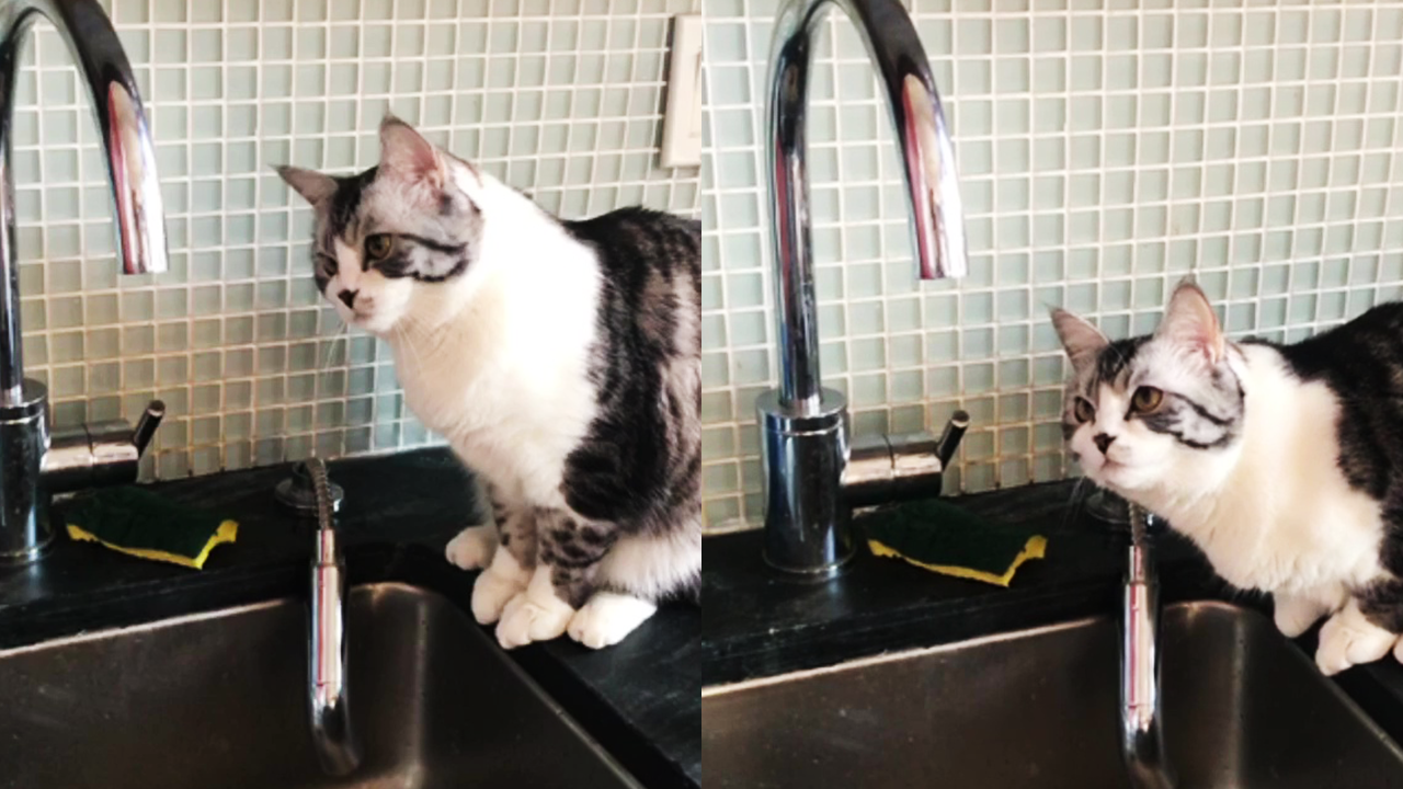 'FOCUSED cat eagerly waits for water to start dripping from faucet