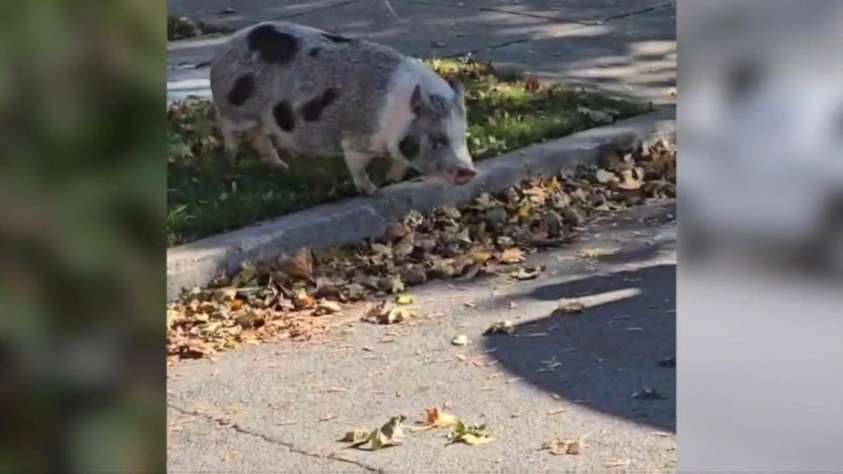 Loose pig named Breakfast causes chaos in Buffalo, N.Y., neighborhood