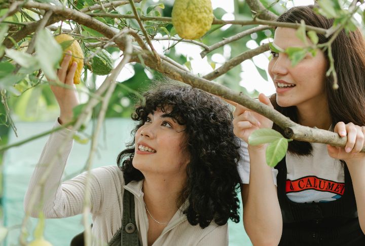 10 Simple Steps To Grow A Thriving Lemon Tree Right On Your Balcony