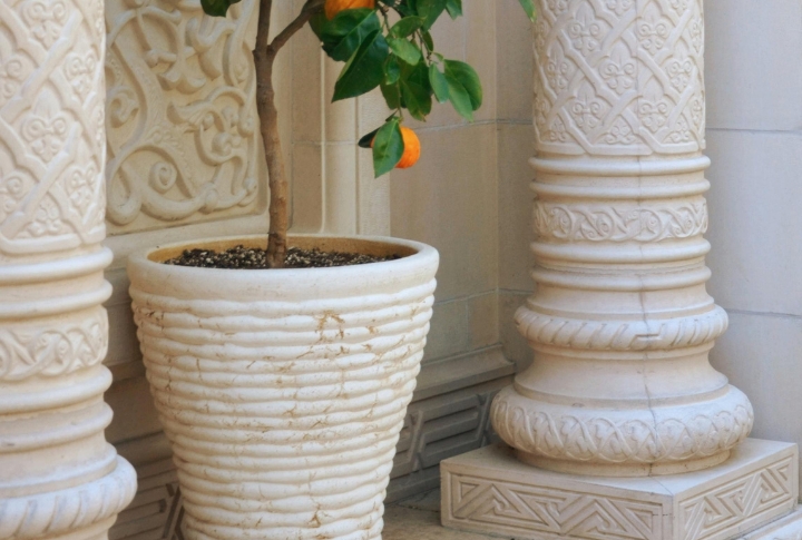 10 Simple Steps To Grow A Thriving Lemon Tree Right On Your Balcony