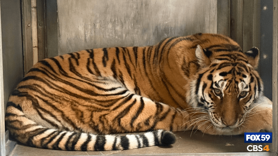 Indianapolis Zoo welcomes new tiger
