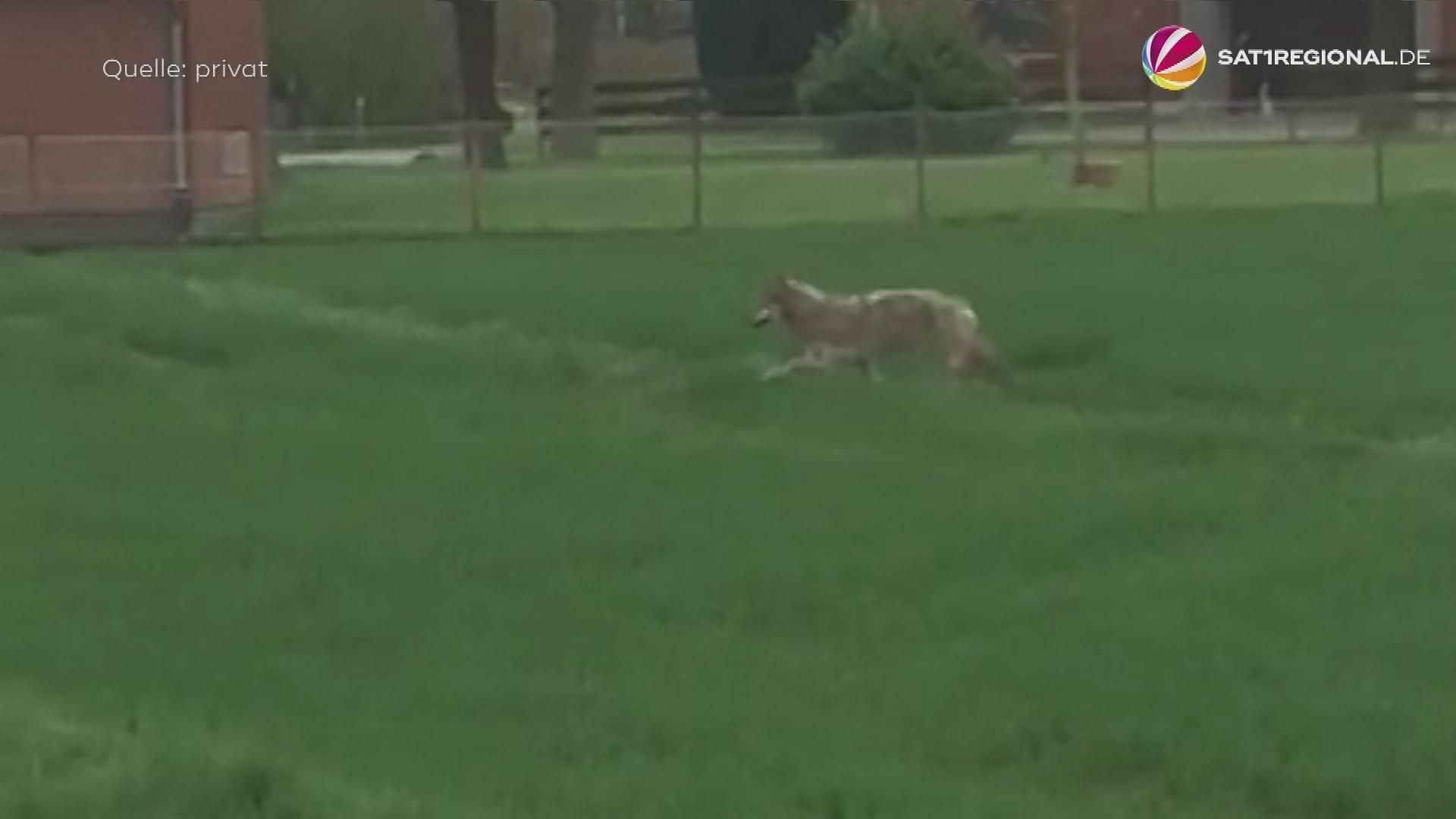 Wolf durchstreift Hannovers Stadtgebiet