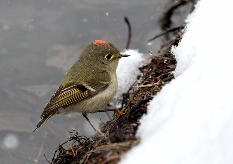 This Bird Could Pass for Guy Fieri’s Bird Brother