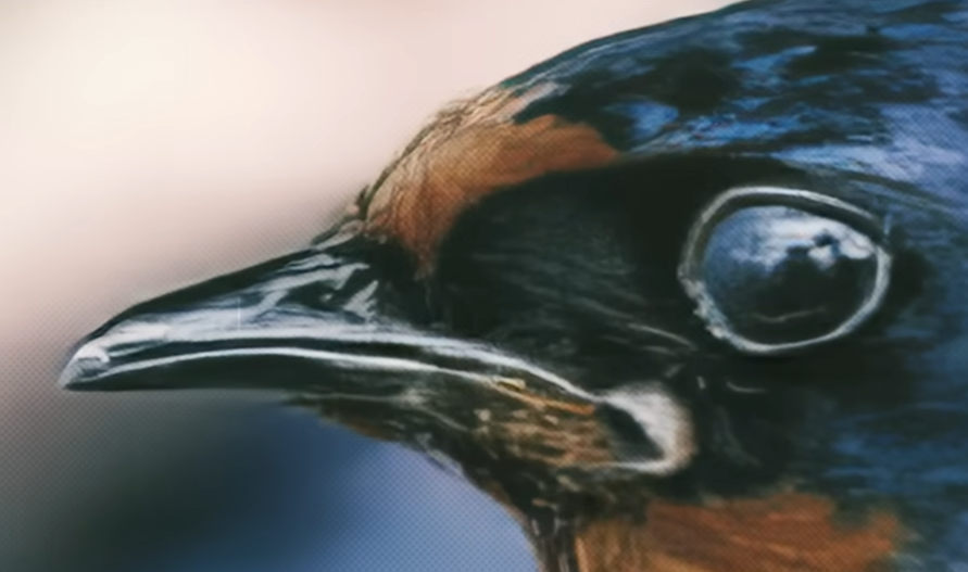 The mutated animals of Chernobyl