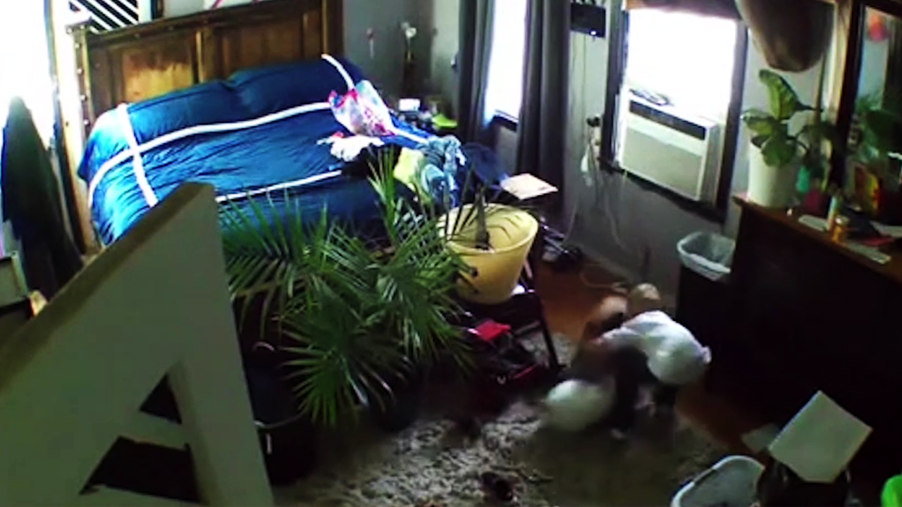 'Courageous 7 y/o boy protects anxious baby bird from preying cat and dog