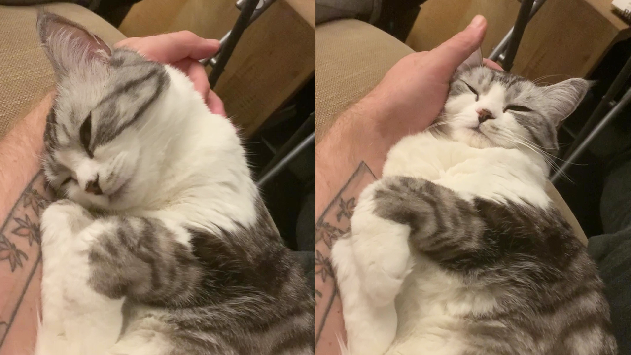 'Adorable cat LOVES getting petted while chilling on the couch'